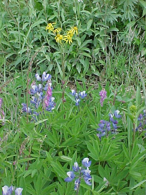 Denali Adventure -- Flowers